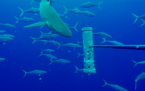 Pelagic BRUVs in Marine Monitoring • Pelagic stereo-BRUVs Field Manual